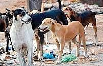 Eight-year-old girl bitten by six stray dogs, admitted to ICU in Tenkasi