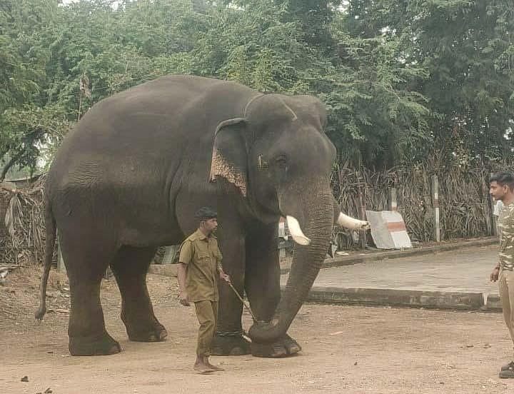 Forest department officials brought Kumki to Palacode to capture makhna