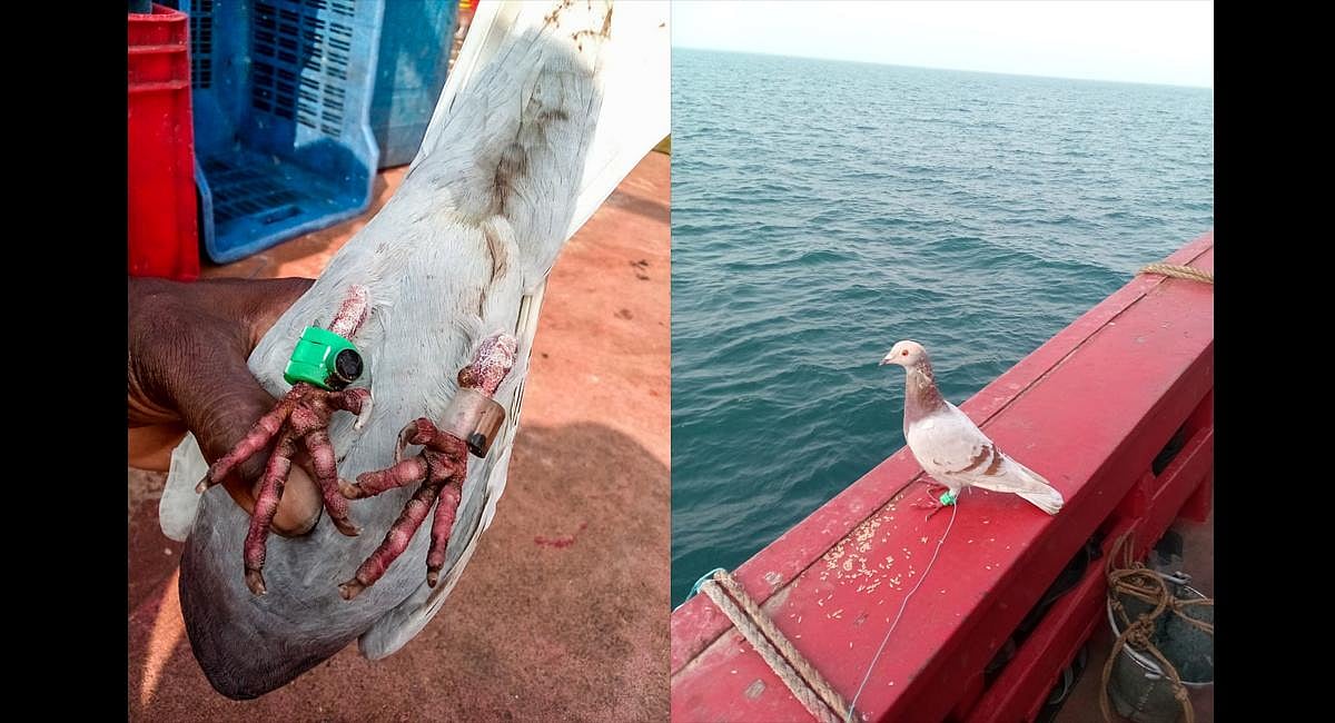Odisha cops to send camera, microchip fitted on ‘spy’ pigeon to Central ...