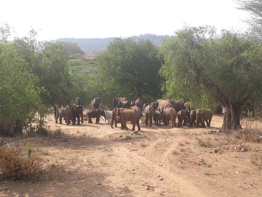 Clean trenches, install solar fence to prevent elephant intrusion ...