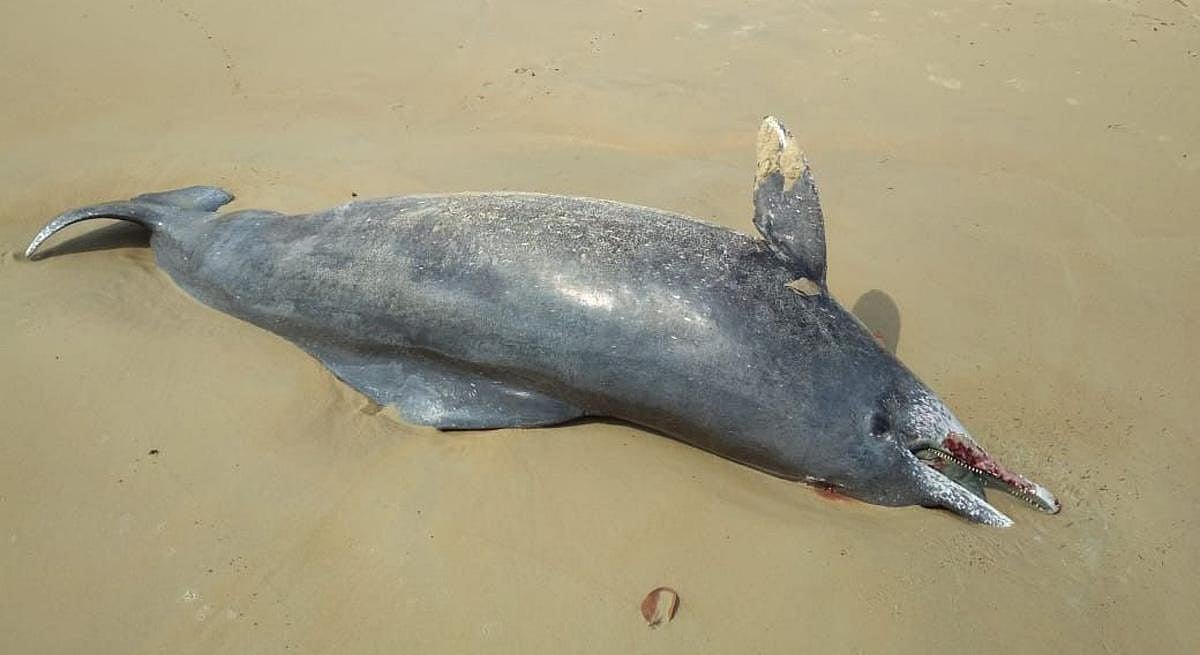 Five TN fishermen held in Gujarat for dolphin poaching