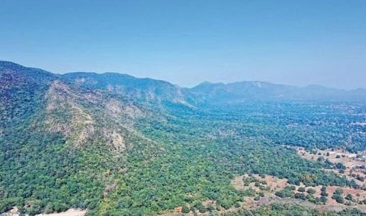Famous as Ayurvedic paradise, Gandhamardan hill range in Odisha gets ...