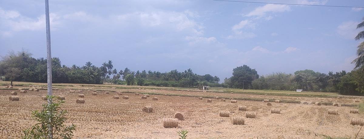 Traders rush to buy paddy straw as samba harvest coming to an end in ...