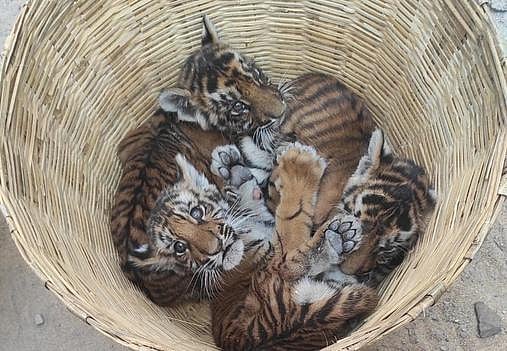 Four tiger cubs rescued near Atmakur forest in Andhra