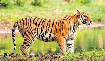 After birdwatching festivals, Kagaznagar forest officials to start ...