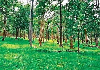 MCD to spruce up 1K city parks with green patches and refurbish open gyms