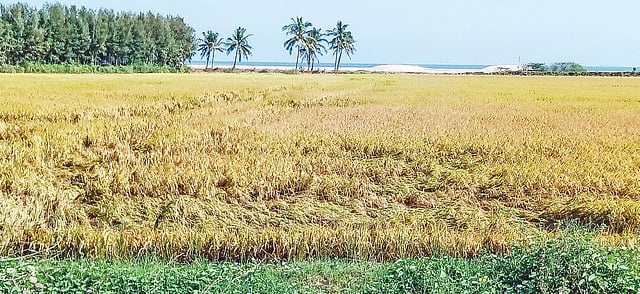 ‘Promote millet cultivation in a big way in Andhra’