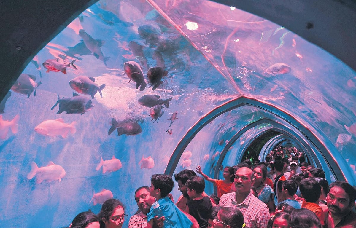 Aqua expo here to enthral you