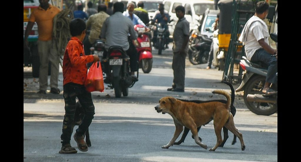 Pack of stray dogs attack teen in Delhi, a woman comes to his rescue