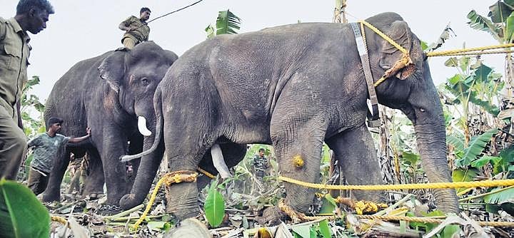 No signal from radio collar, field staff keeping track of makhna ...