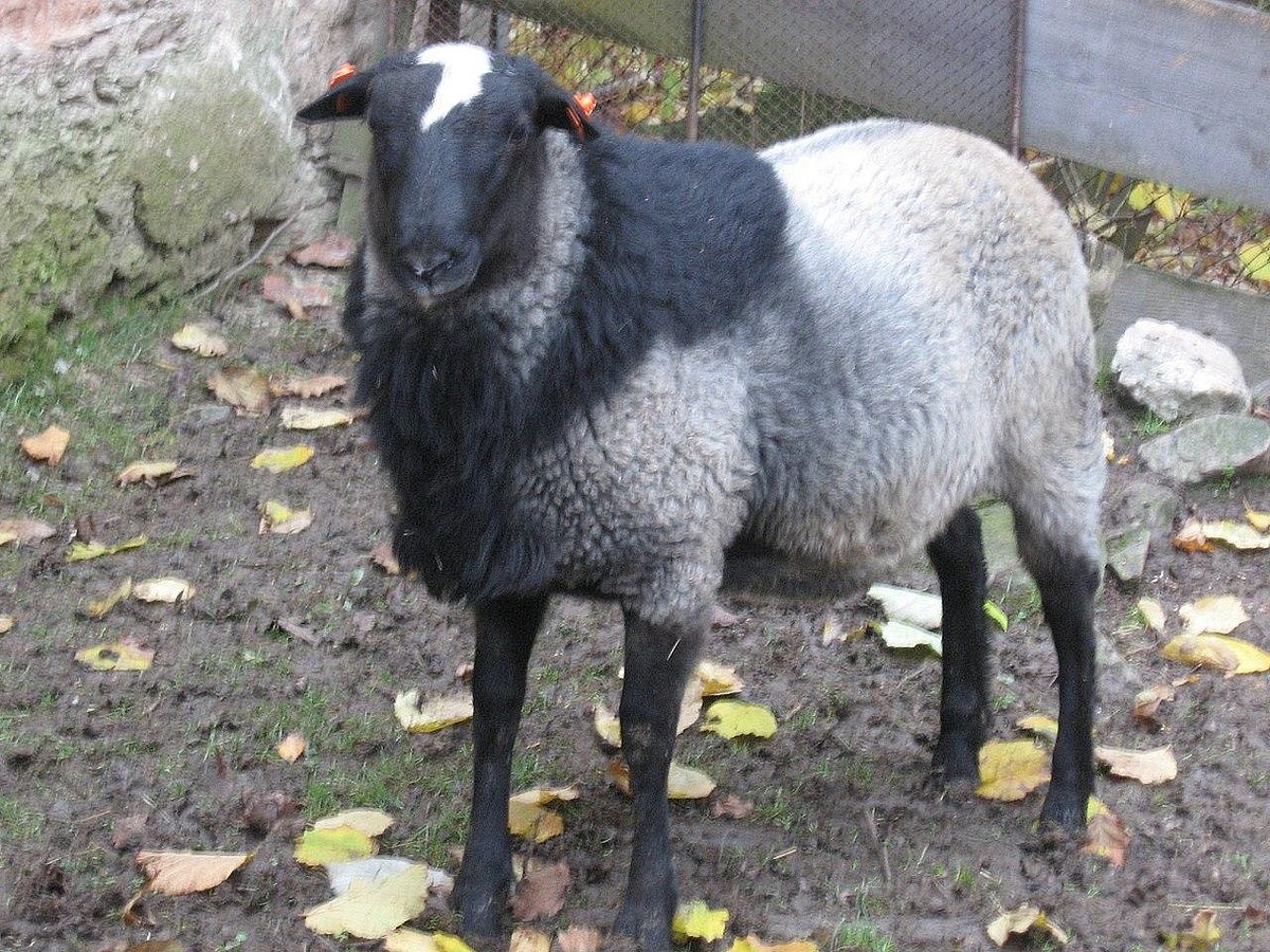 J&K govt to import elite breed sheep Romanov to jack up wool & mutton ...