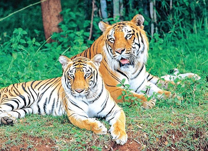 MEE rating of Nagarjunasagar-Srisailam Tiger Reserve improves to ‘Very ...