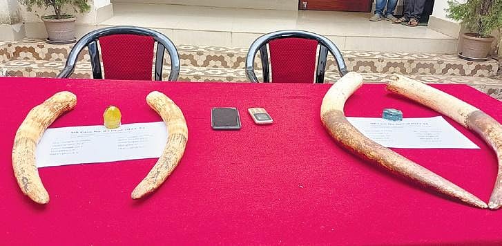 Poacher held with 2 pairs of tusks by Simipal Tiger Reserve officials