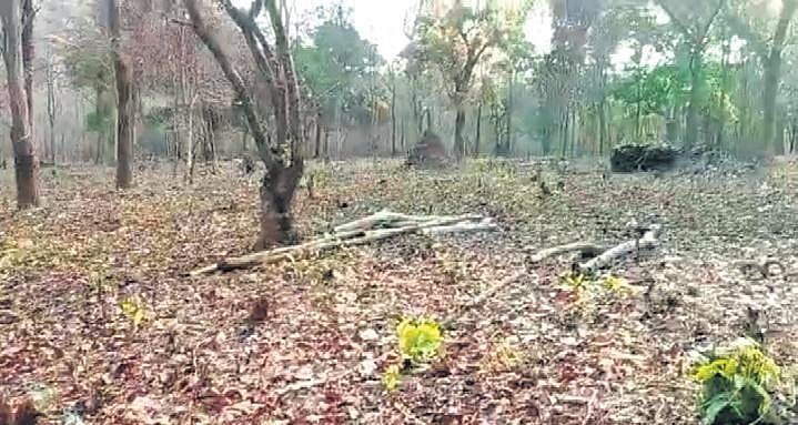 Locals of Baripada seek CM Patnaik's intervention into timber smuggling