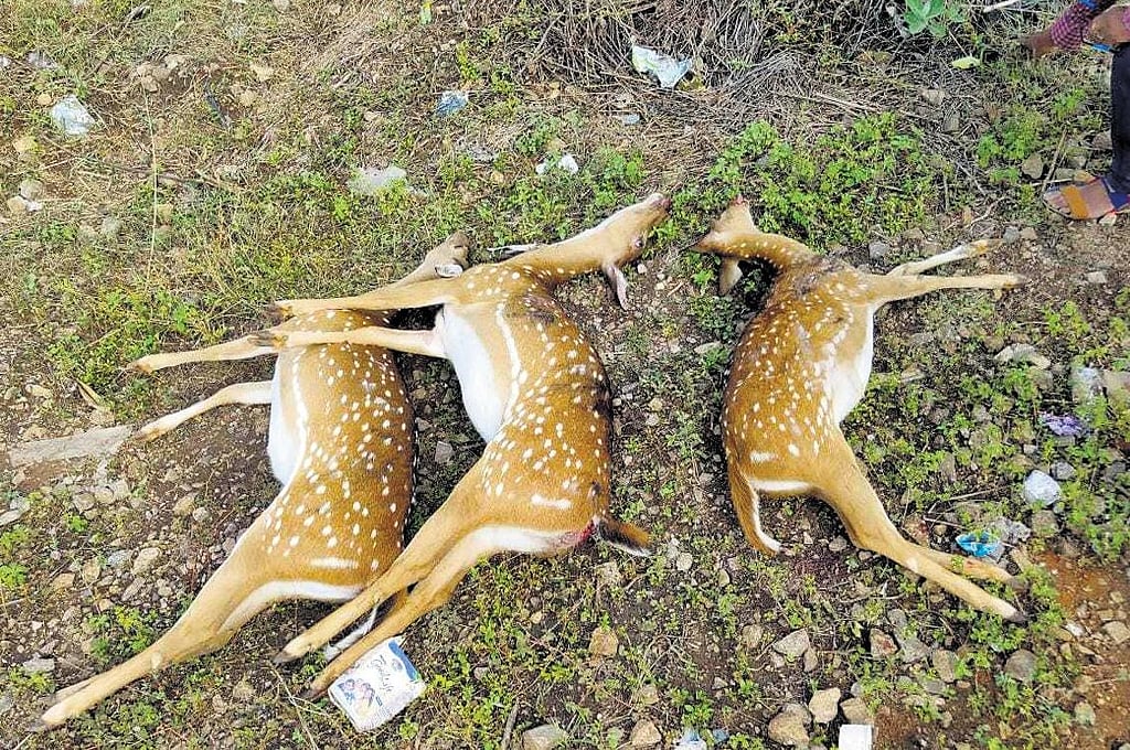 Train knocks down three spotted deer near Arakkonam in Chennai