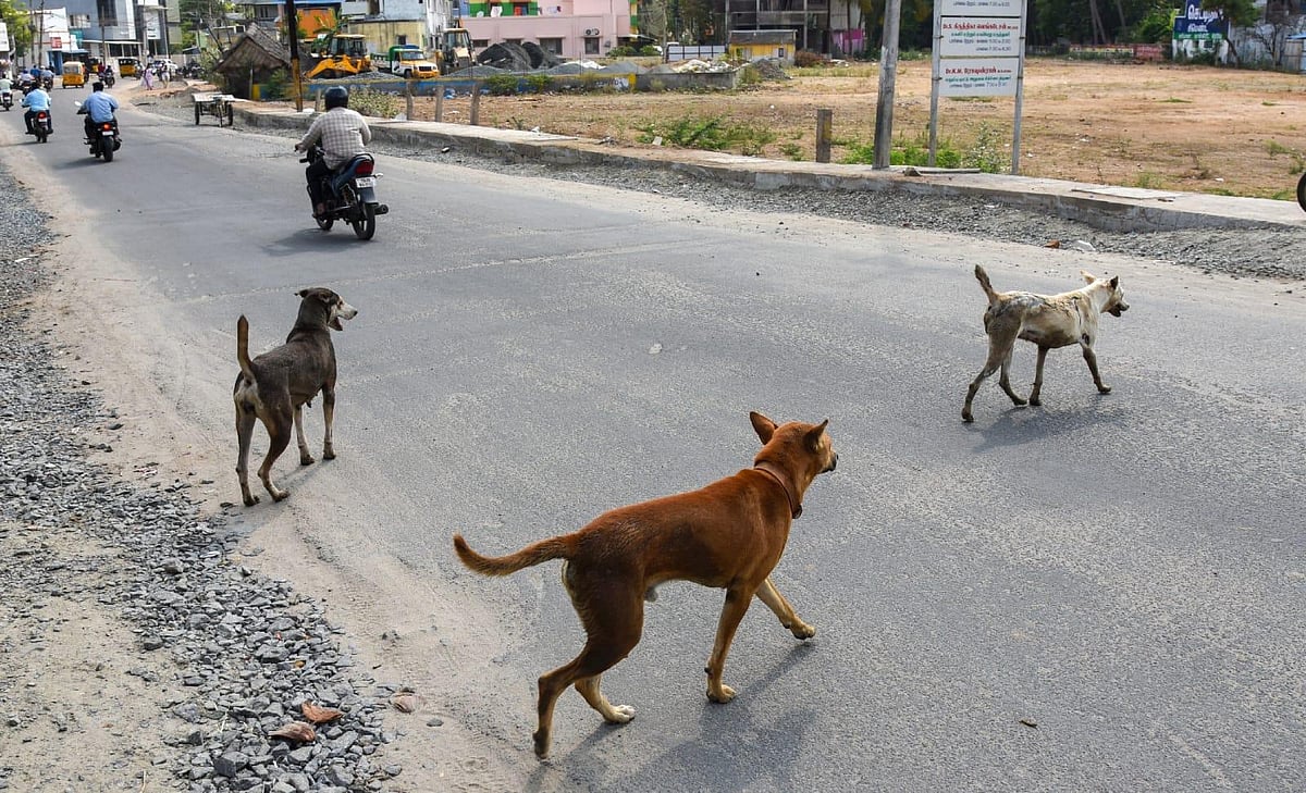 Chennai: Rabies infection confirmed for dead stray dog