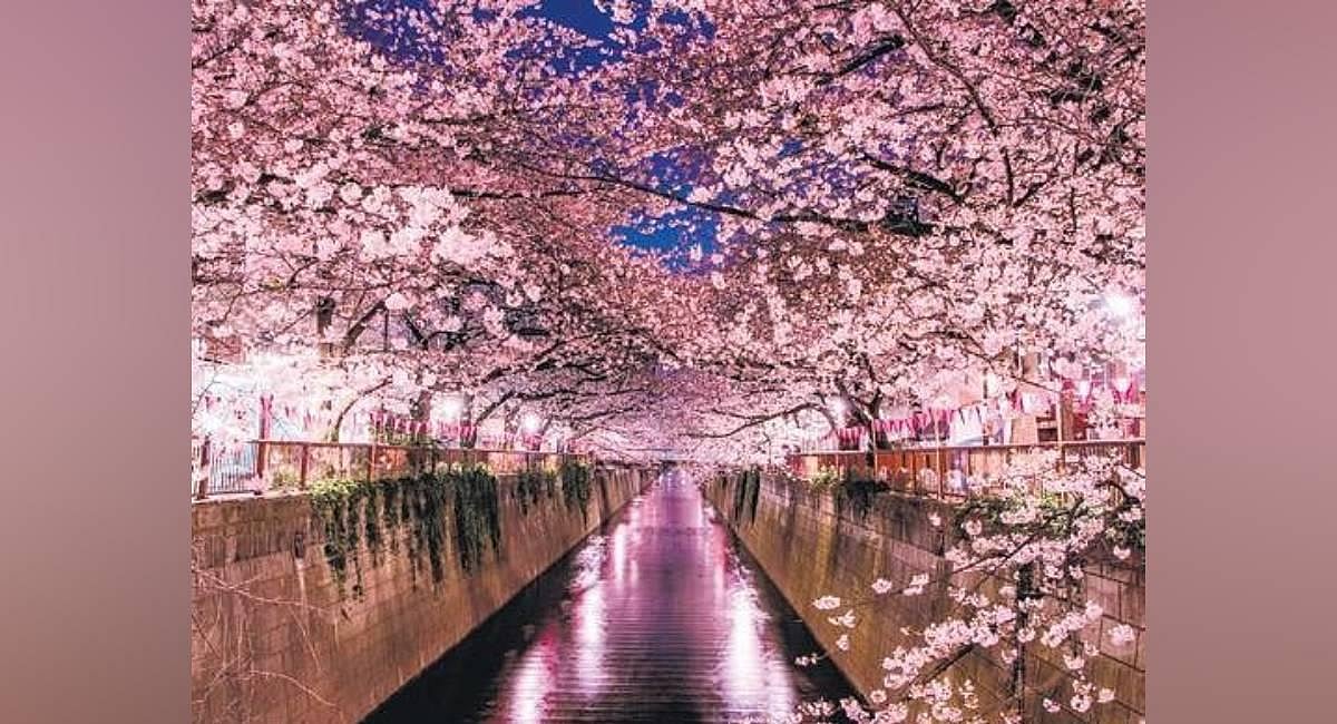 Konnichiwa! Cherry blossoms beckon Keralites to Japan