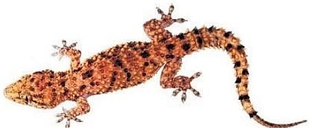 ‘Brookiish’ gecko species discovered in Thoothukudi