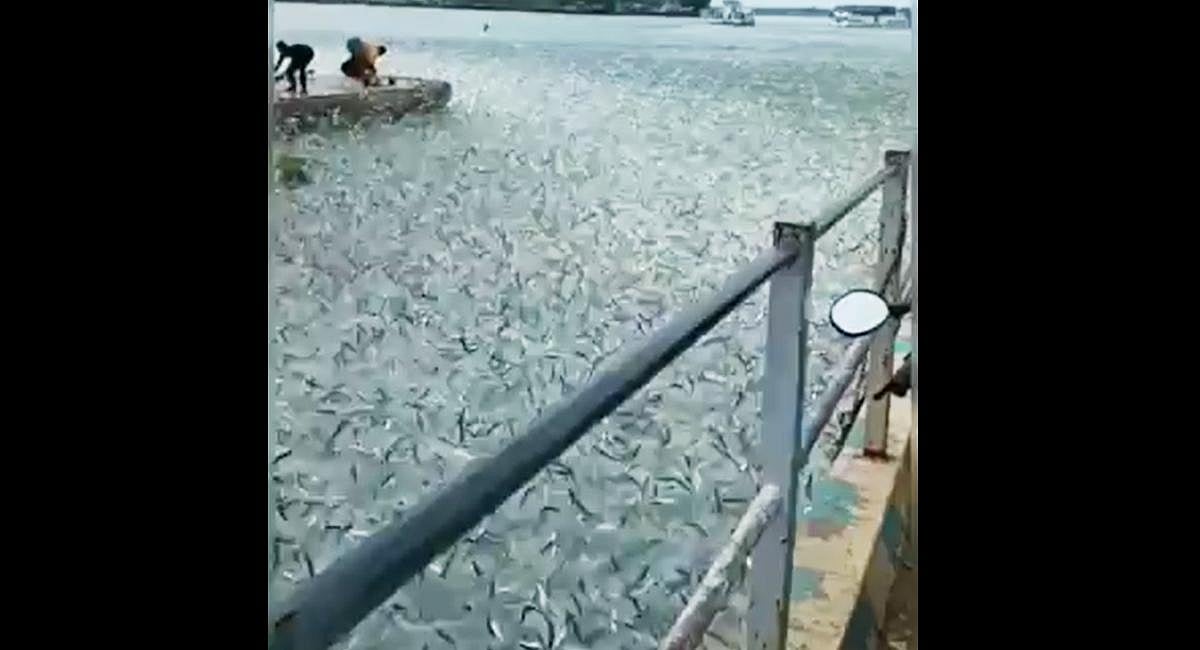 WATCH | Sardine surge at Vypeen Water Metro terminal