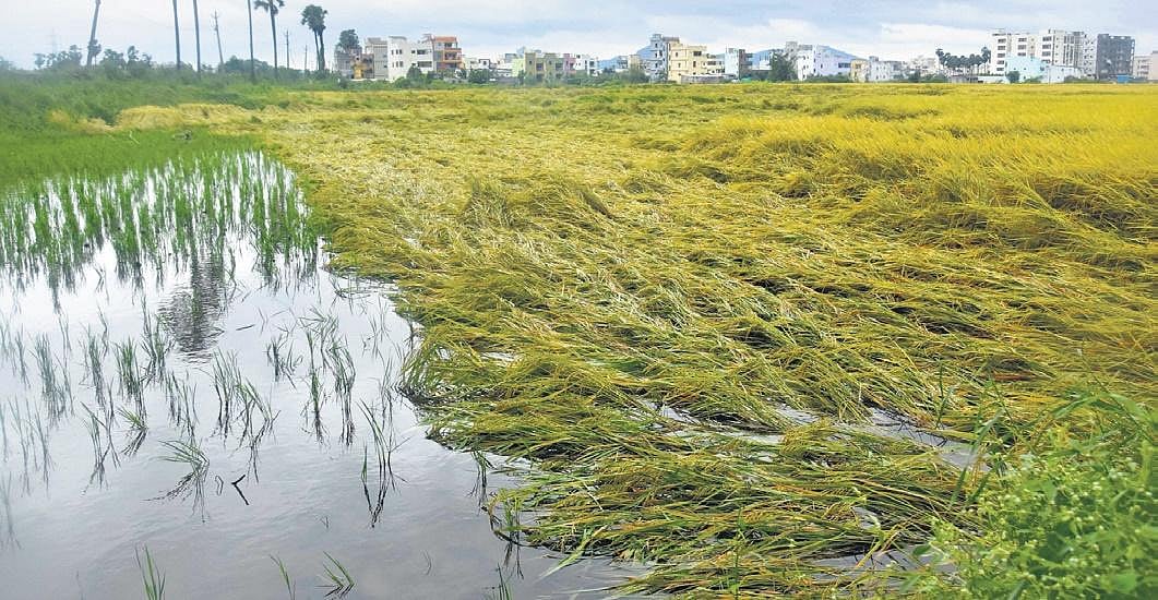 MSP of Rs 1,530 per quintal of paddy will be ensured: AP minister to ...