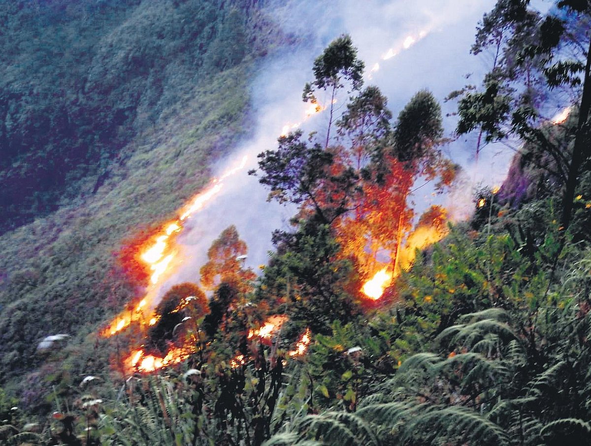 Mercury rises amid burning forests, 171 incidents of forest fires ...