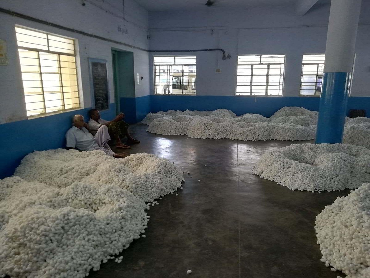 Silk cocoon price falls by L200/kg, farmers upset