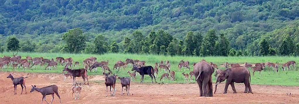 Poacher used plant-based poison to kill elephants, held