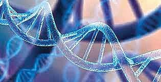 Widely used artificial sweetener sucralose found to damage DNA, say US ...