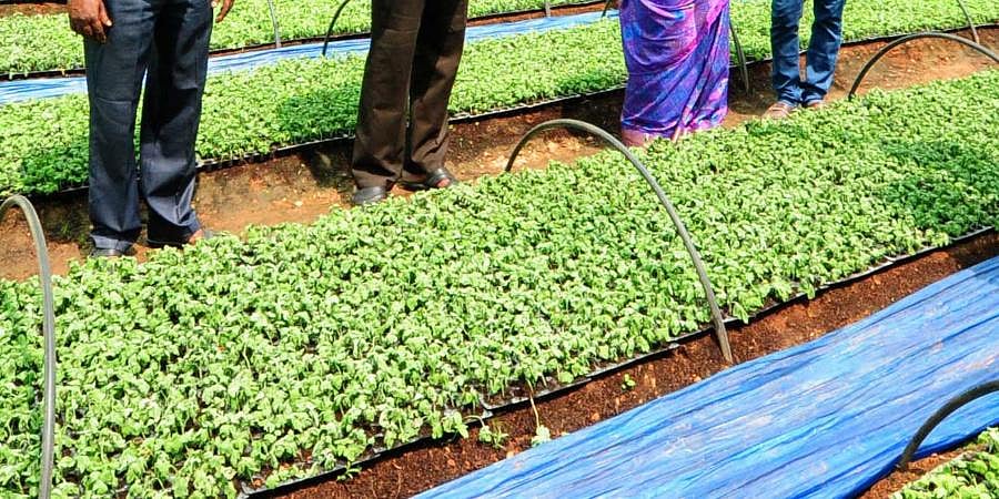 Horticulture output seen slightly higher at 350.87 MT in 2022-23