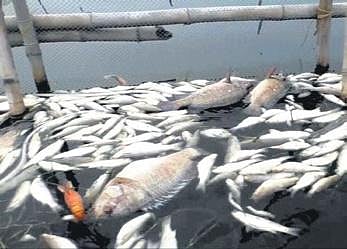 Fish kill incidents: Custodians of lakes should not shed responsibility