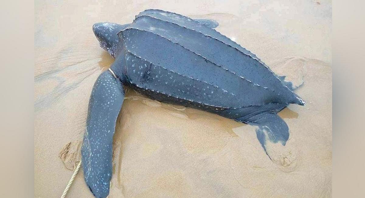 Endangered Leatherback Sea Turtle