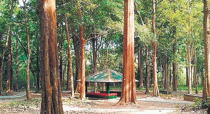 Royal trees to return to Kerala govt’s schedule list