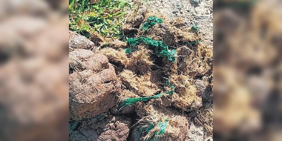 Mammoth trouble as plastic waste found in jumbo dung in Anamalai Tiger ...