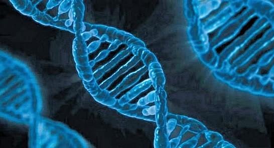 Genetic diversity in centipedes higher than other arthropods: CCMB study