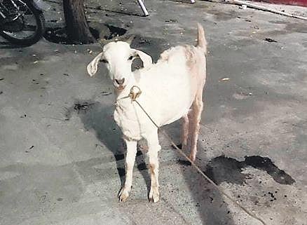 MP: Sanjay Khan and Shahrukh Khan walk into police station with goat to ...