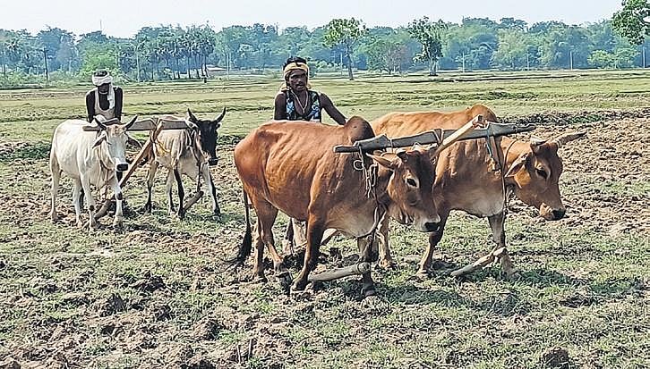 Rain deficit, dry canals dash hopes of farmers in Odisha