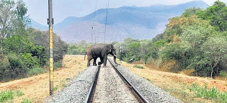 Two elephants die after being hit by a goods train in Odisha's Keonjhar