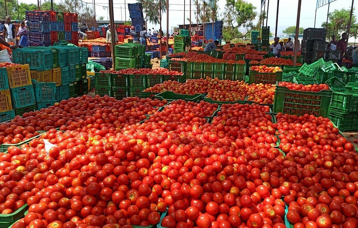 Surat police nab man for robbing 150 kg of tomatoes
