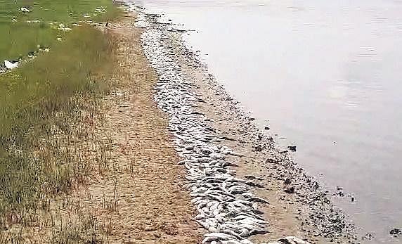 Quintals of dead sardines found on banks of Bahuda
