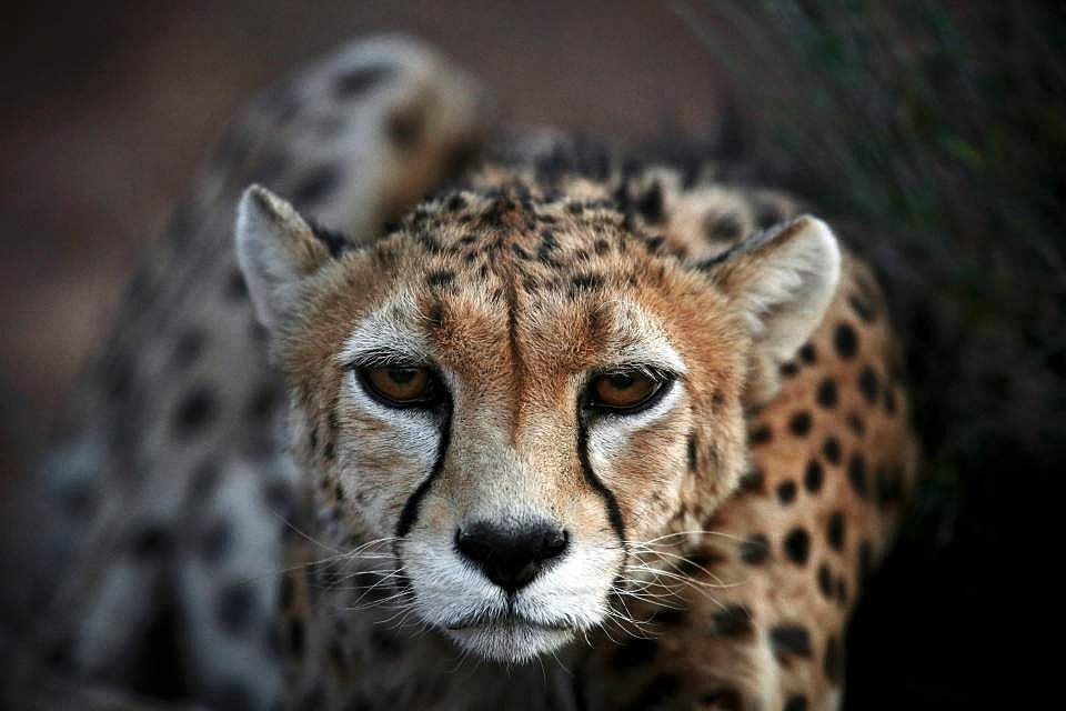 Three days after death of eighth cheetah at Kuno National Park, MP govt ...