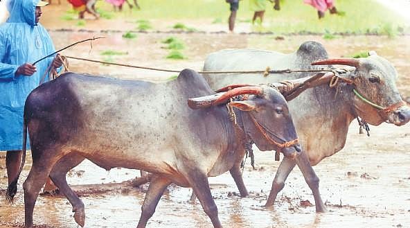 Climate change, delayed monsoon and deficit rainfall worry Karnataka ...