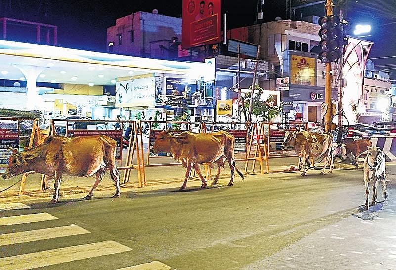 Stray cattle, your dairy hurdles on Chennai roads
