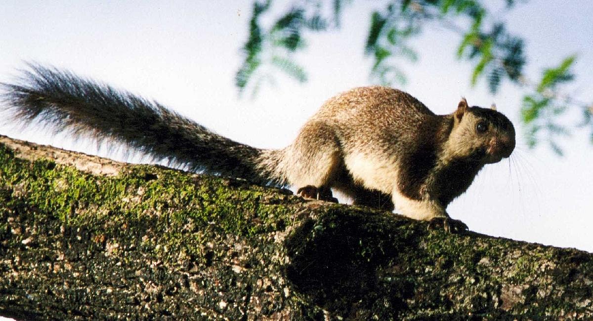 Plea to declare Shenbagathoppu-Alagarkoil forest as 'grizzled squirrels ...