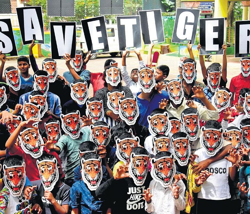 Tiger count on the rise in Andhra Pradesh, declining in Telangana: Report