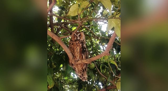 Long-eared owl sighted for the first time in southern peninsular India