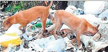Plastic hazards, stray suffers