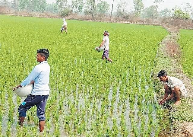 No rain in sight, Odisha farmers told to diversify and insure crops