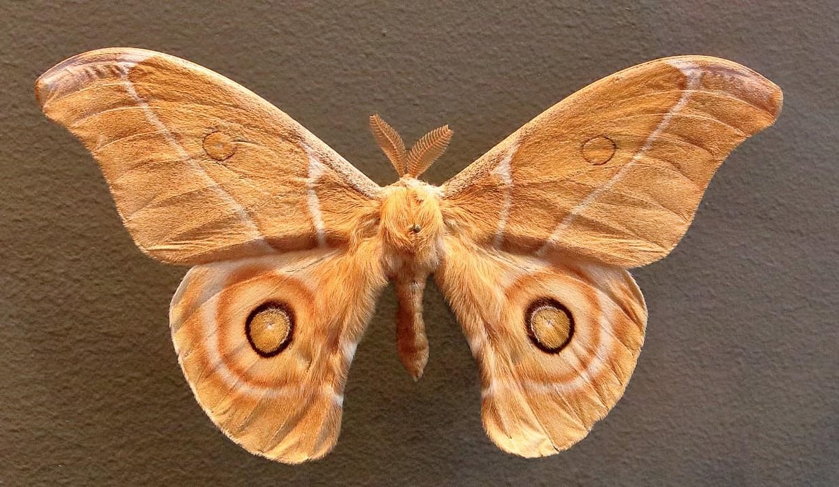 Moth not to the flame, but to our hearts