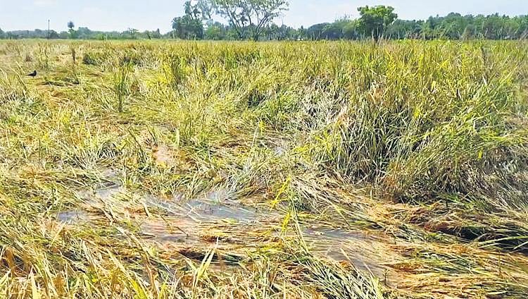 Harvest hopes dashed as hectares of kuruvai crops in TN's ...