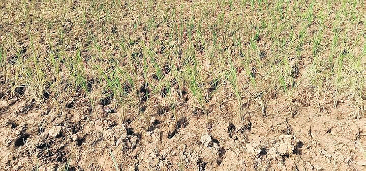 Deficit monsoon sparks drought fear in Odisha's Ganjam